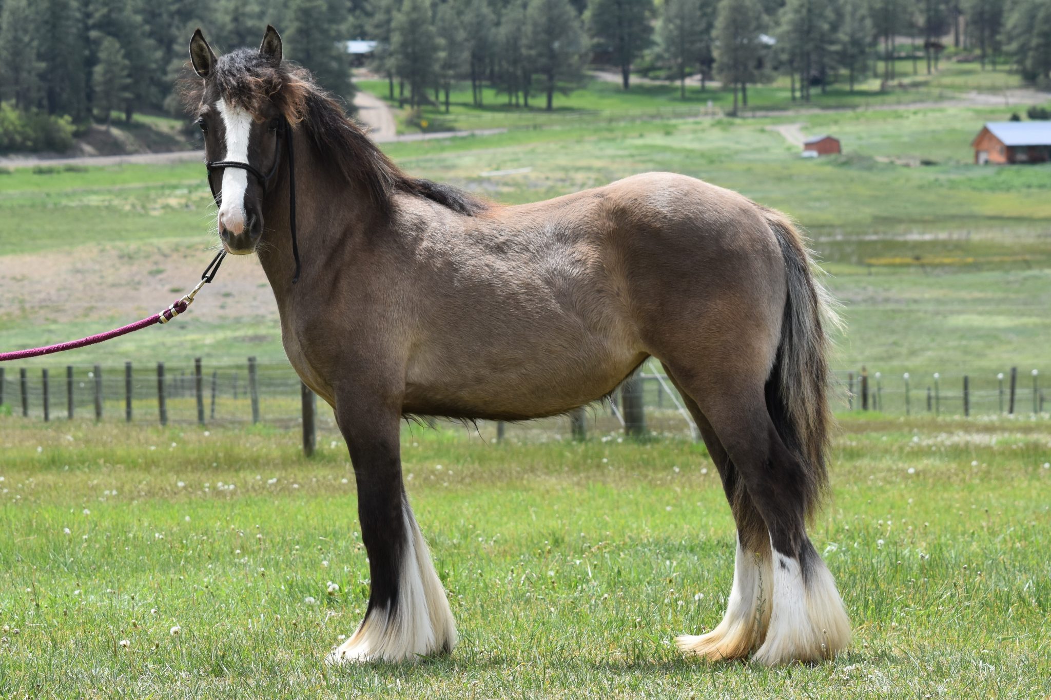 Silver Meadows Stella Luna | Superior Stables