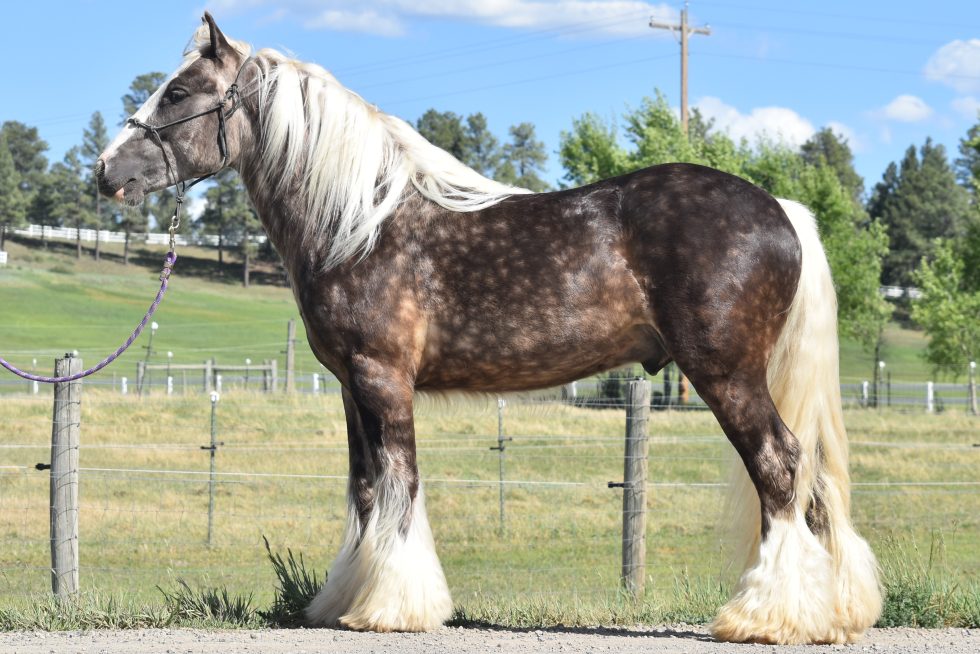 Stallions | Superior Stables