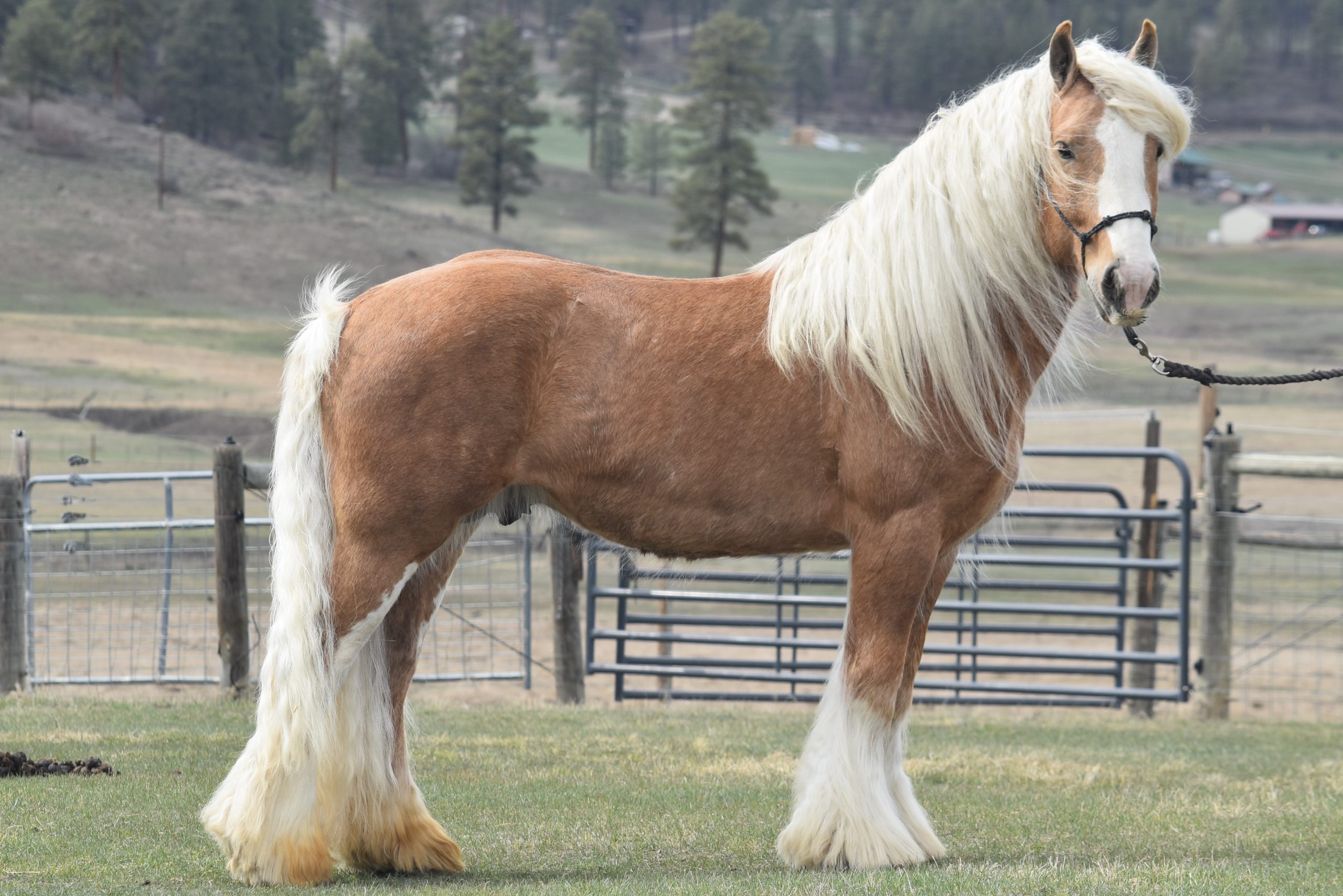 SSFR Rich & Rare | Superior Stables