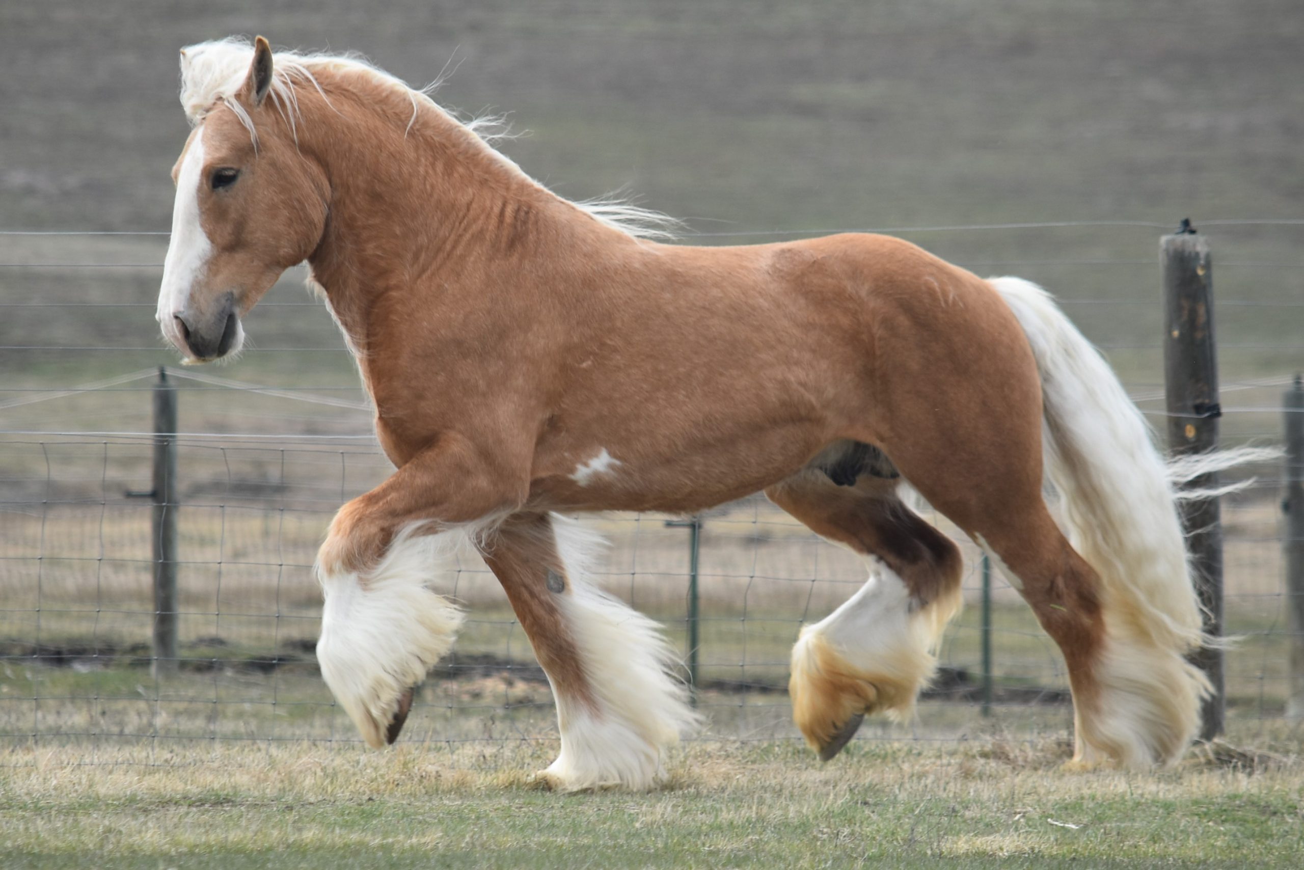 SSFR Rich & Rare | Superior Stables
