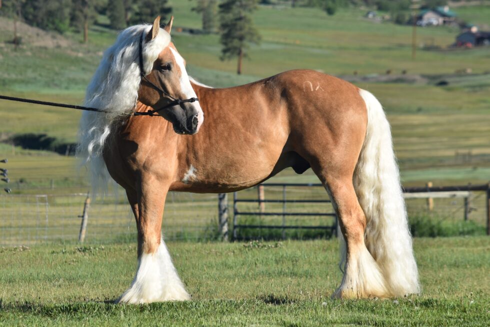 SSFR Rich & Rare | Superior Stables