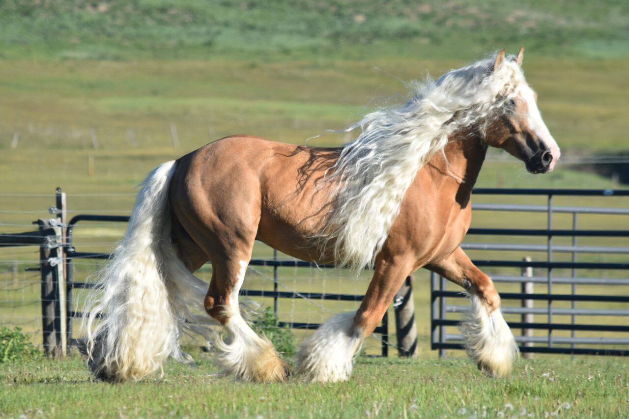 SSFR Rich & Rare | Superior Stables