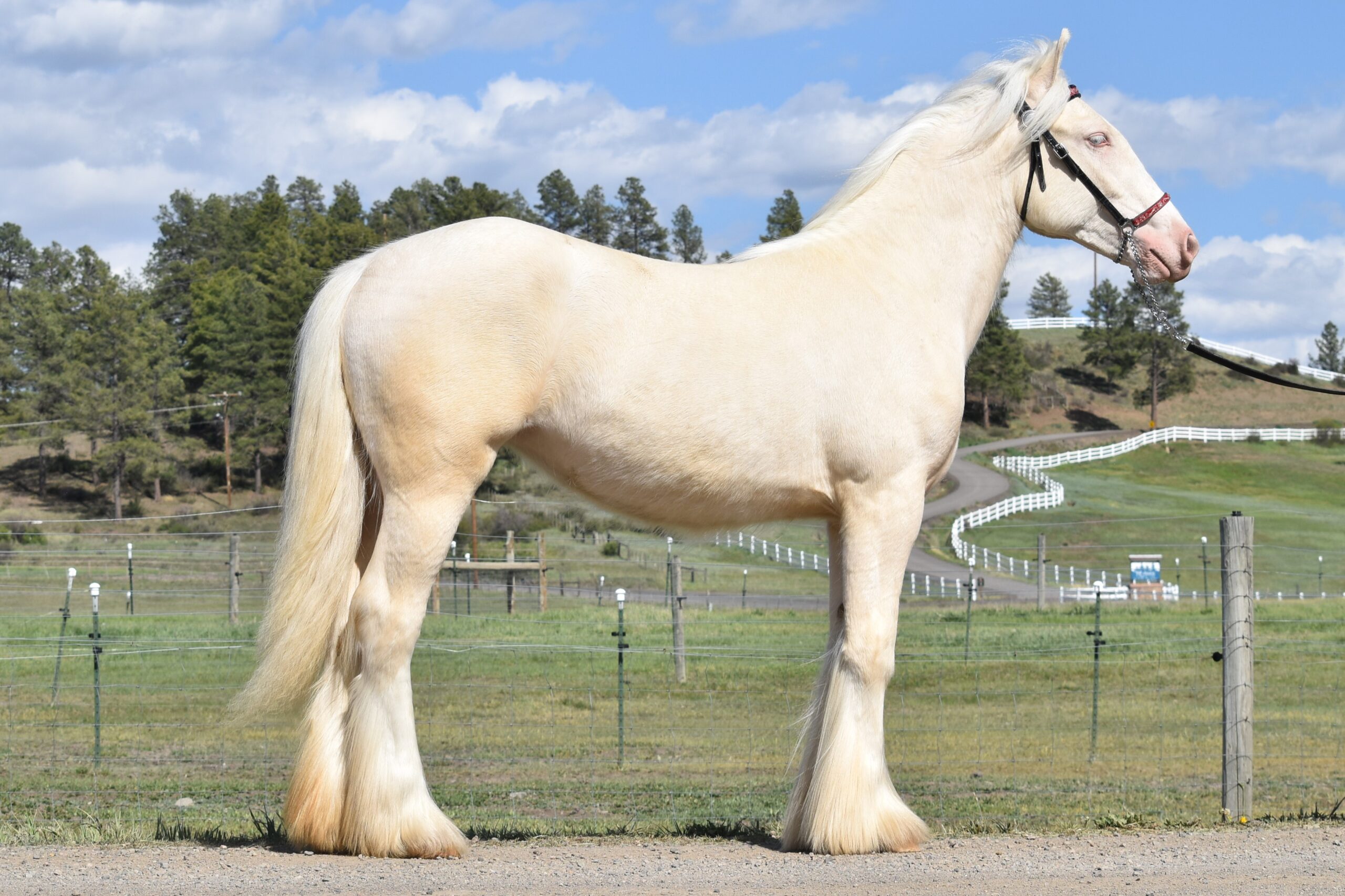 SSFR Exotic and Rare | Superior Stables